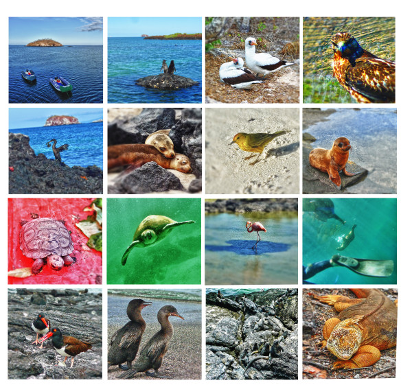 Galapagos & Beyond | Daland Memorial Library